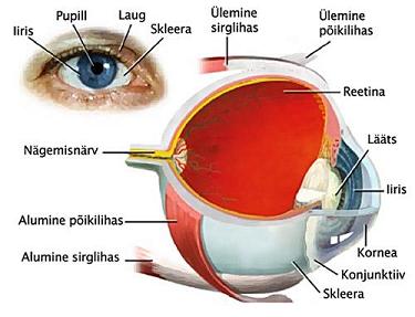 Anatoomia ja füsioloogia - NÄGEMISMEEL