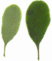 HARILIK KUKERPUU - Berberis vulgaris