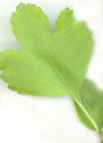 TÖMBILEHINE VIIRPUU - Crataegus laevigata
