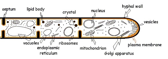 Loodusained II - SEENED