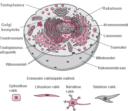 Anatoomia ja füsioloogia massööridele - RAKUD