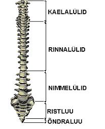 Anatoomia ja füsioloogia massööridele - Lülisammas
