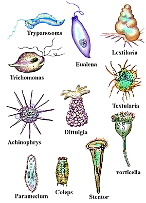 Mikrobioloogia - PROTISTID