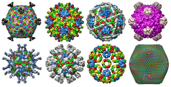 Mikrobioloogia - VIROLOOGIA