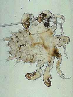 Nahahaigused - Täitõbi